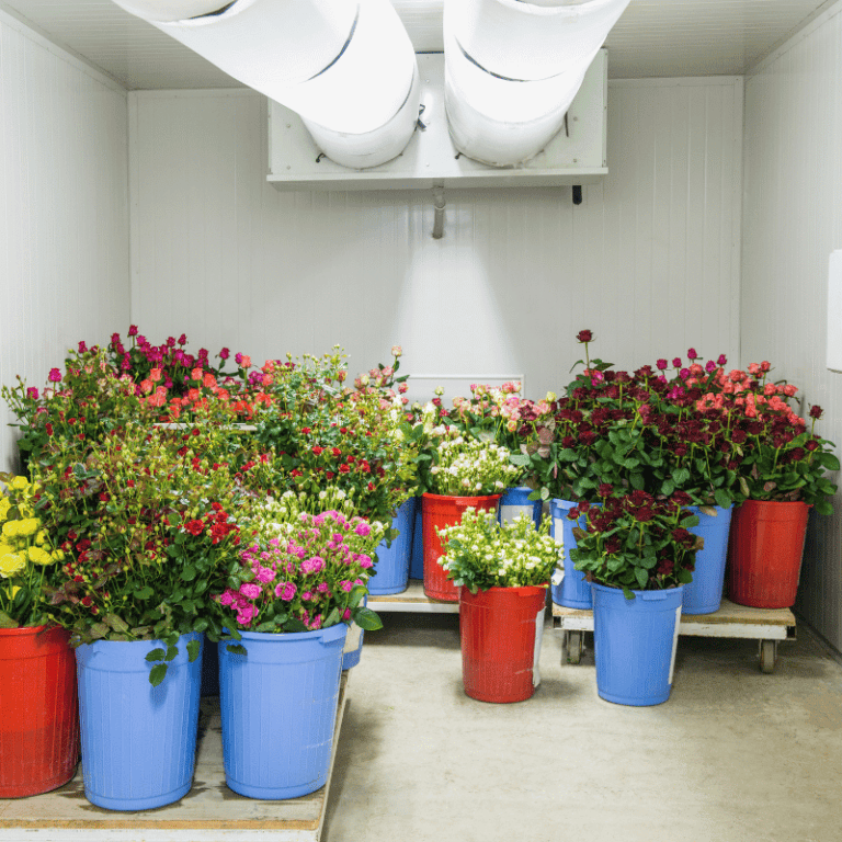 Flower Cold Rooms – Go Cool Refrigeration
